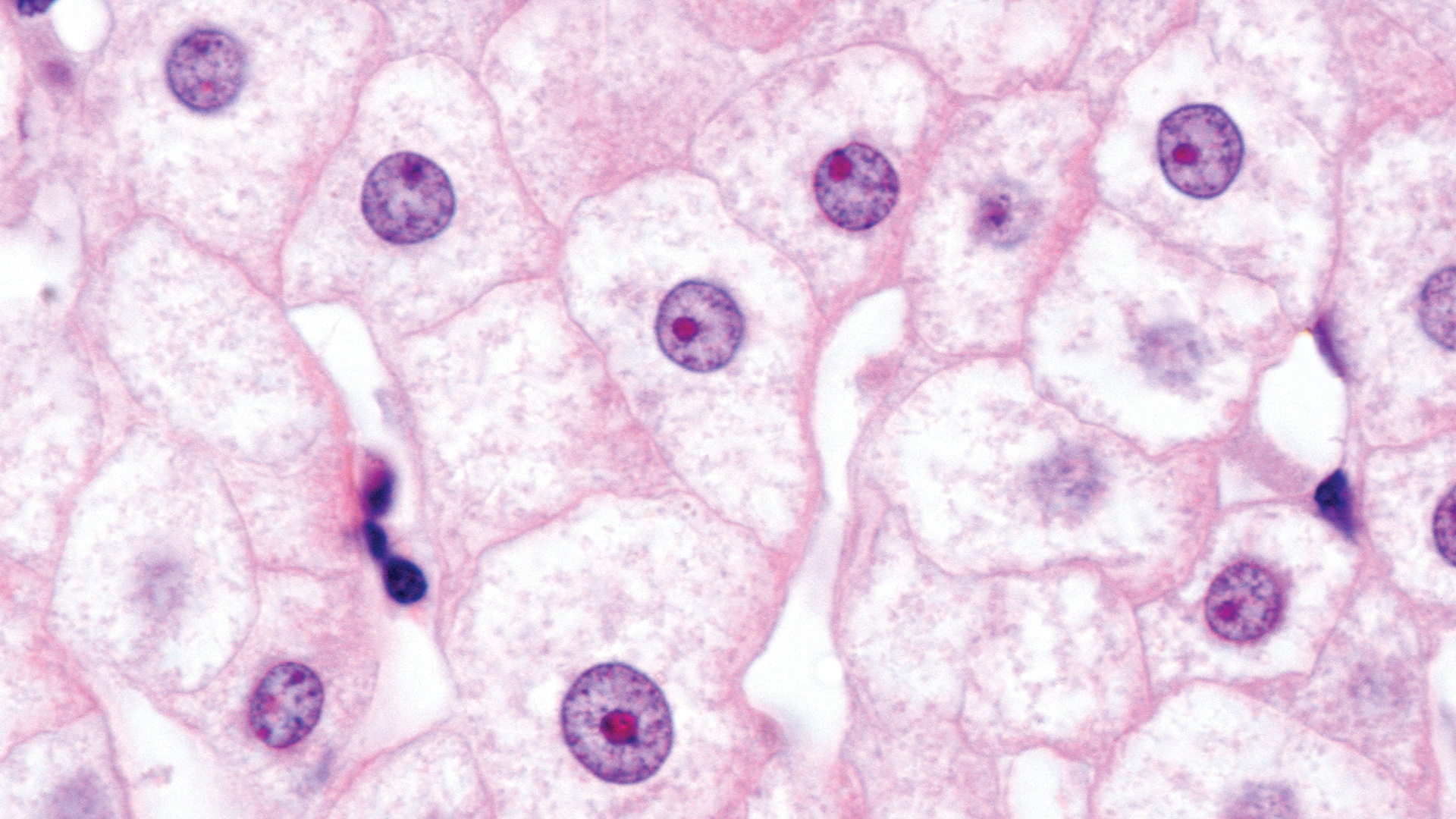 Human iPSC derived Liver Cell Models by Tempo Bioscience