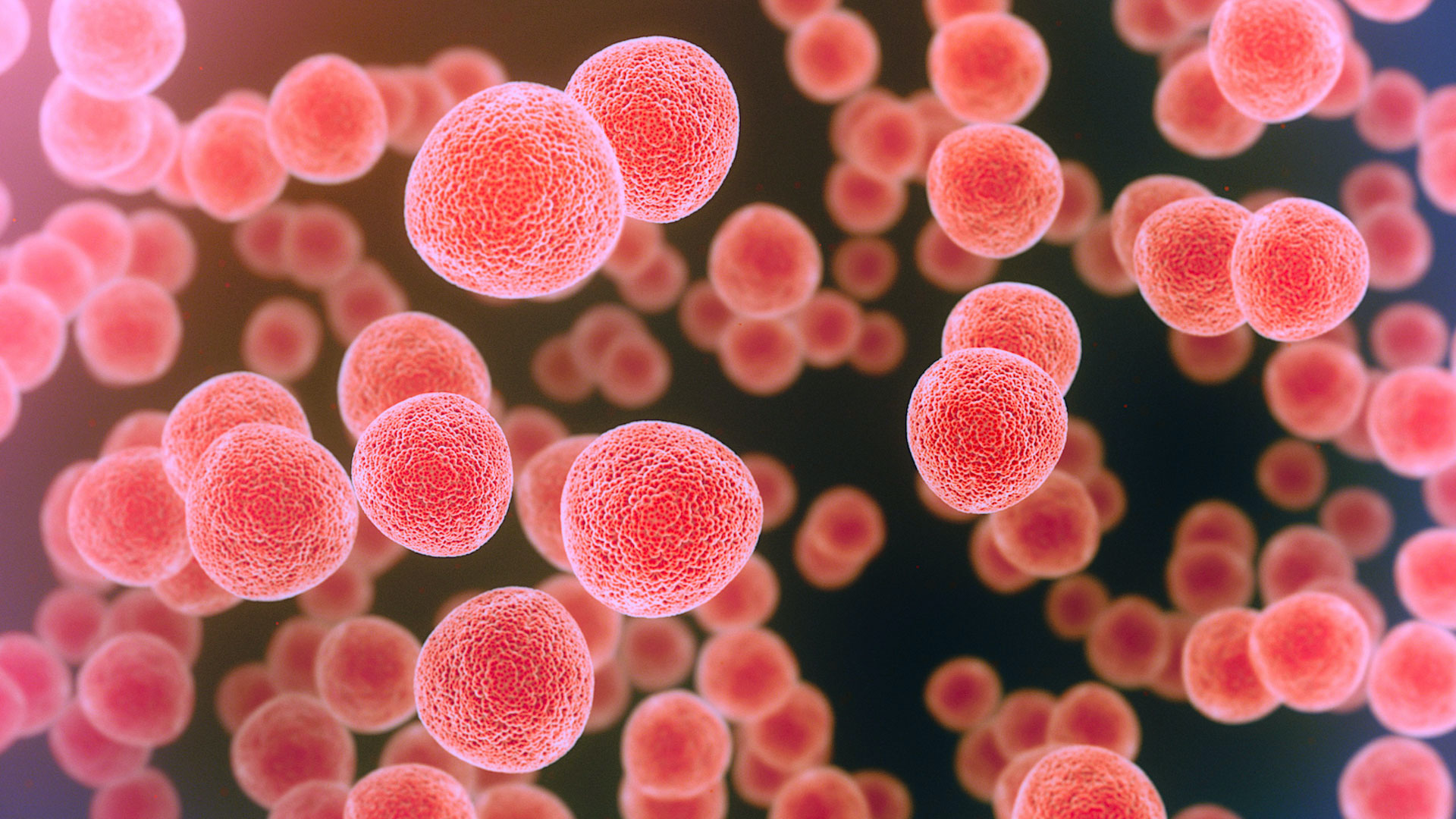 Liver Cell Under Microscope