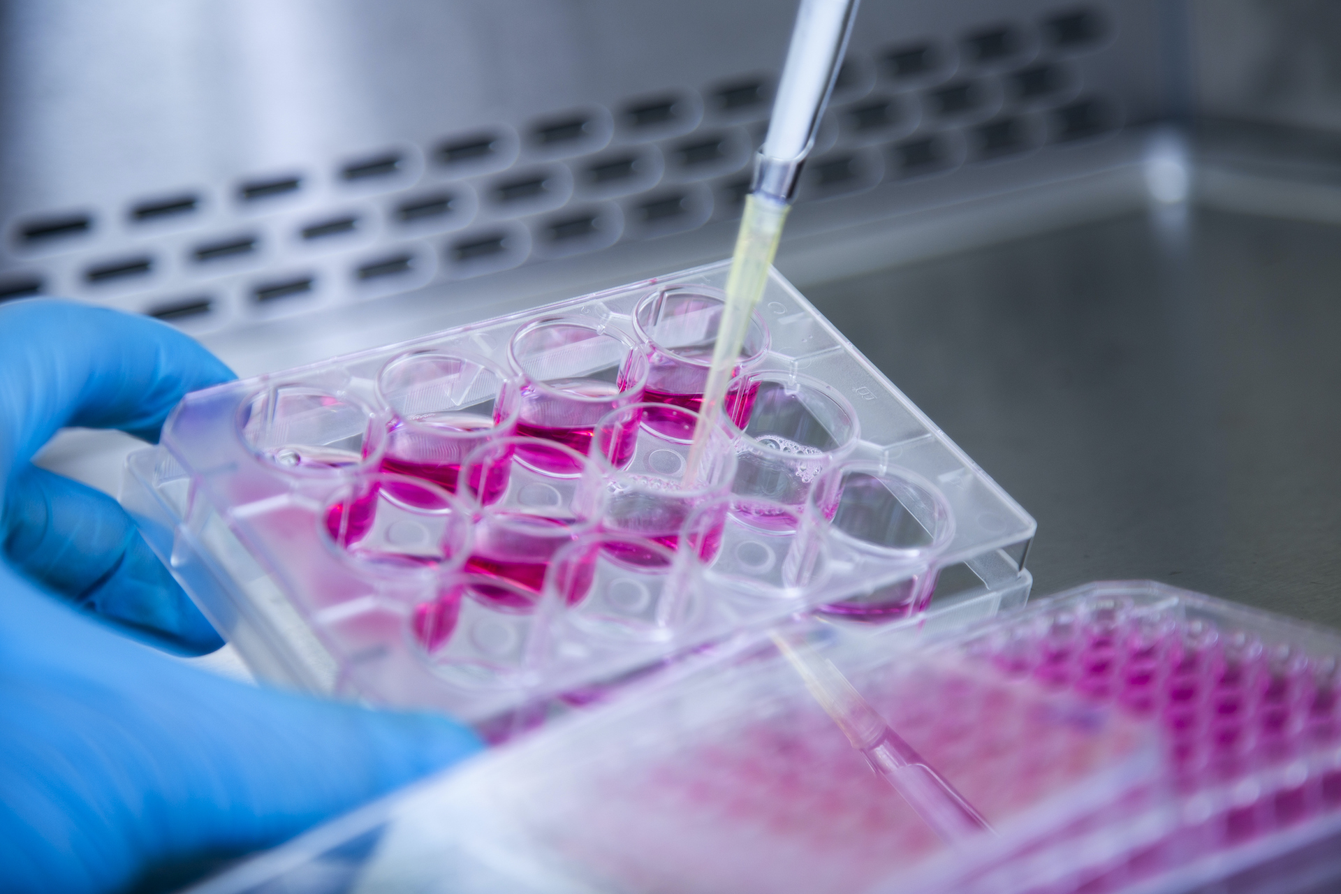 2D vs 3D Cell Culture: Choosing the Right Model - by Tempo Bioscience