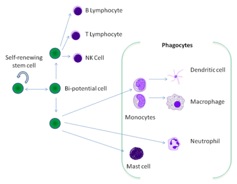The Many Faces of Phagocytes - Tempo Bioscience