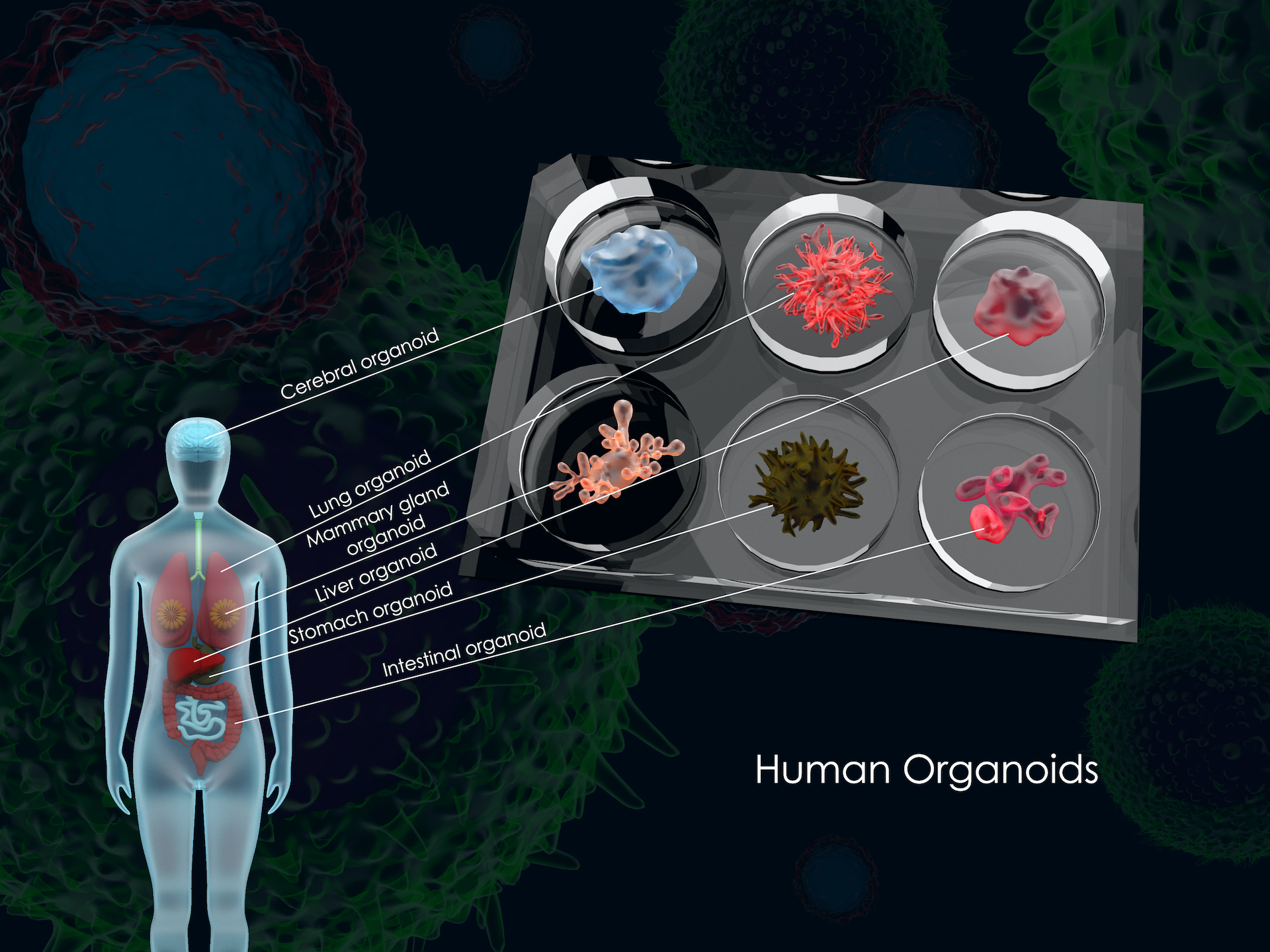 Providing the Right Cues for Organoid Development - Tempo Bioscience