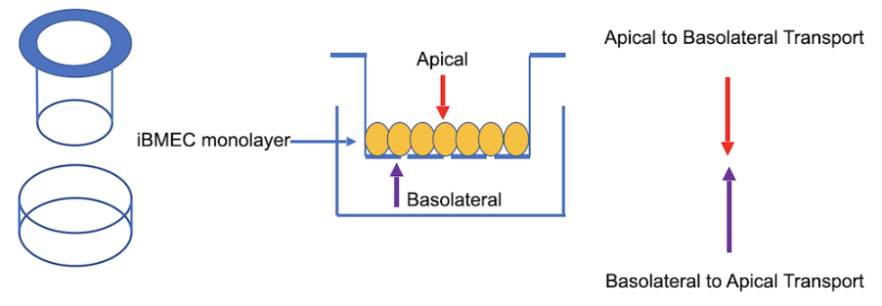 In Vitro Models for the Blood Brain Barrier