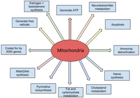 What is Mitochondrial Dysfunction? - Tempo Bioscience