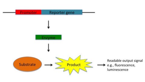 The Lowdown on Transcriptional Reporters - Tempo Bioscience